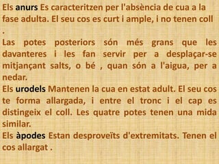 Els animals vertebrats | PPTX