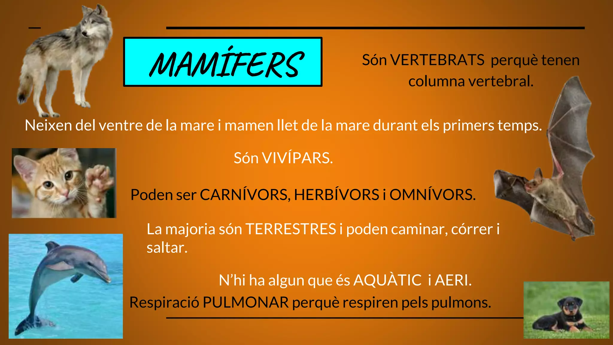 Els animals vertebrats | PPTX