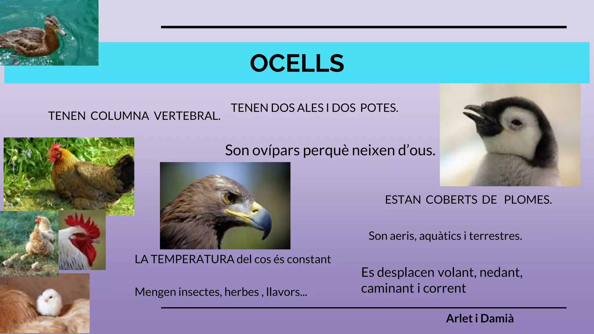 Els animals vertebrats | PPTX