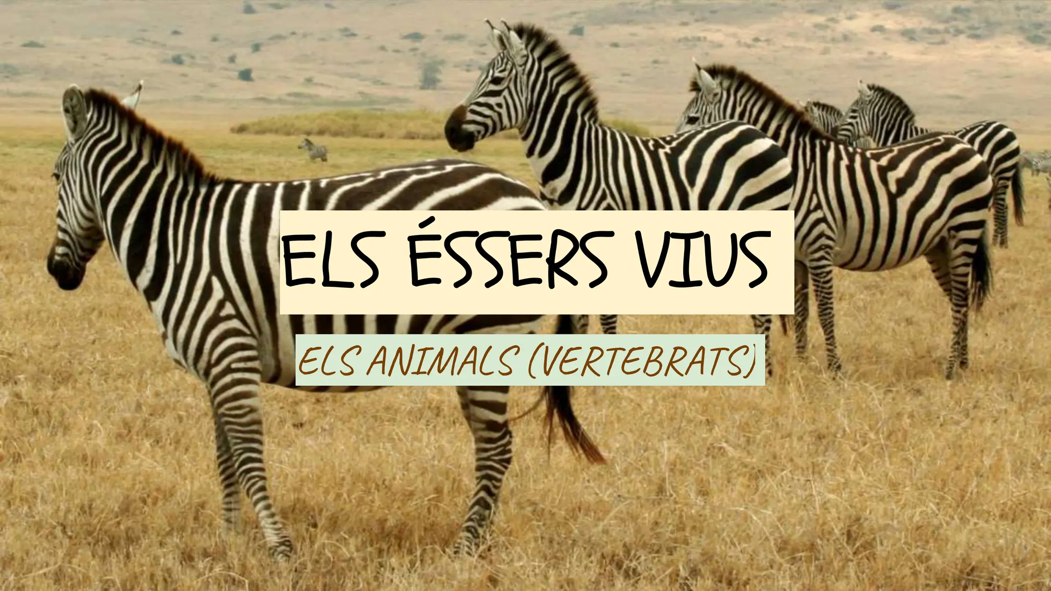 ELS ANIMALS VERTEBRATS I EL TIPUS D'ALIMENTACIÓ.pptx