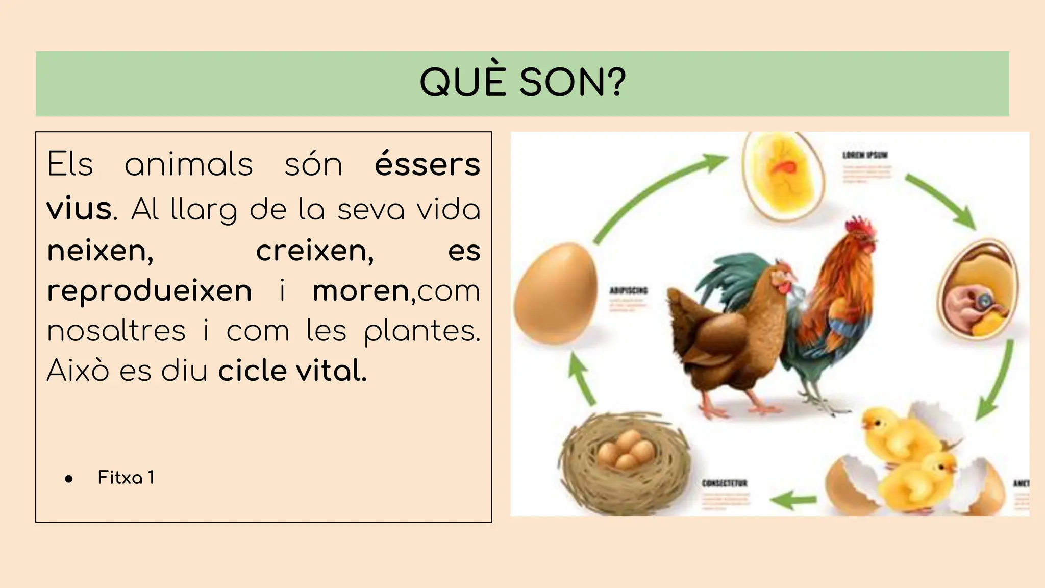 ELS ANIMALS VERTEBRATS I EL TIPUS D'ALIMENTACIÓ.pptx