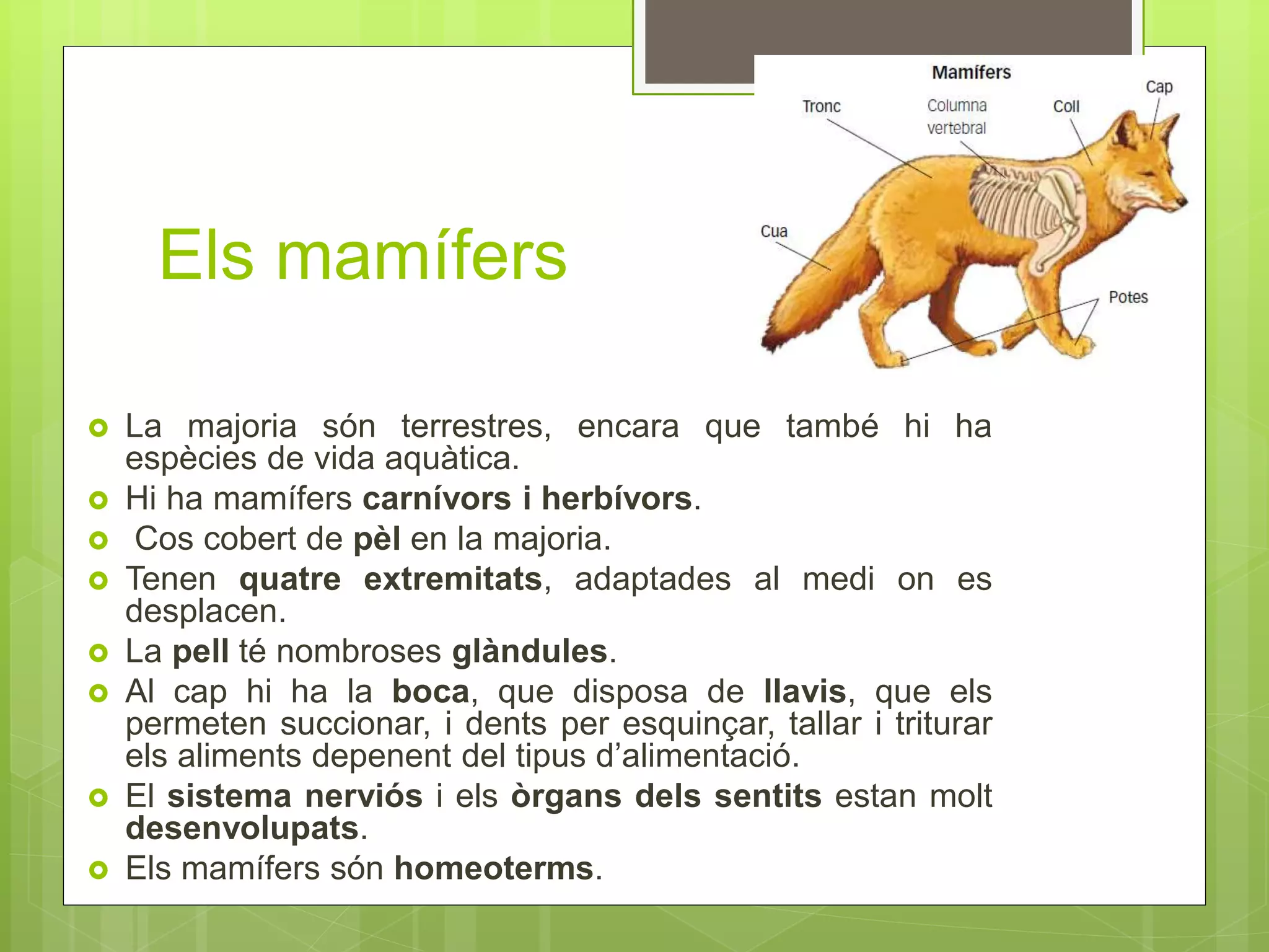 Els animals vertebrats | PPTX