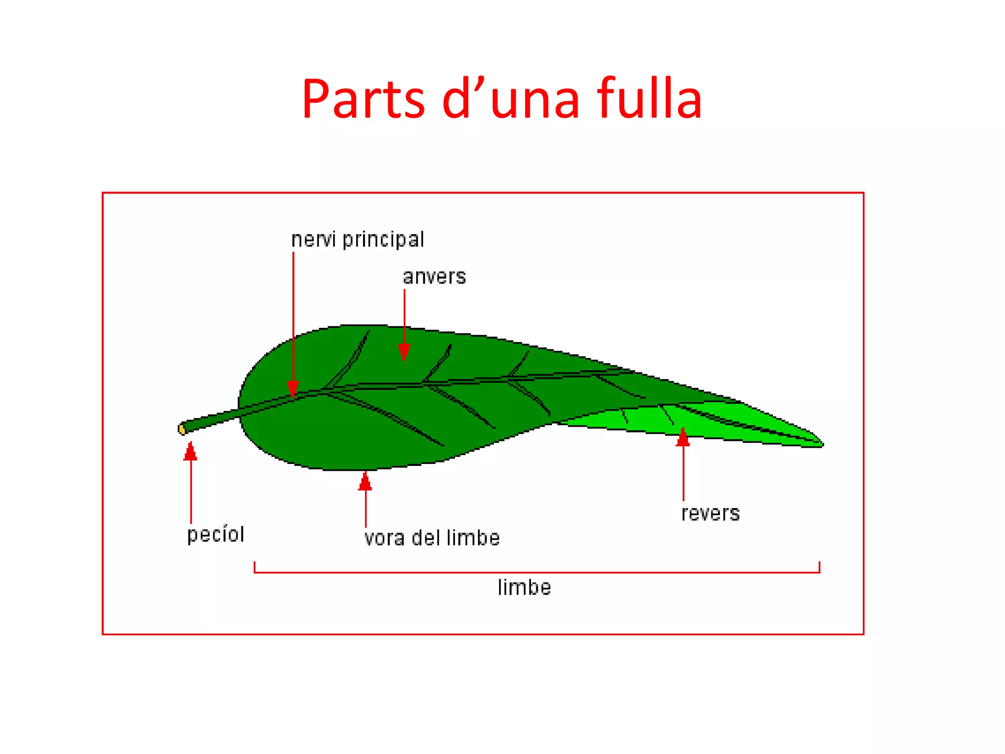 Els arbres i les fulles | PPT
