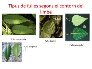 Els arbres i les fulles | PPT