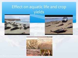 Effects Of Ozone Layer Depletion On Animals