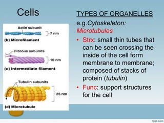 ELS_Bioenergetics.pptx