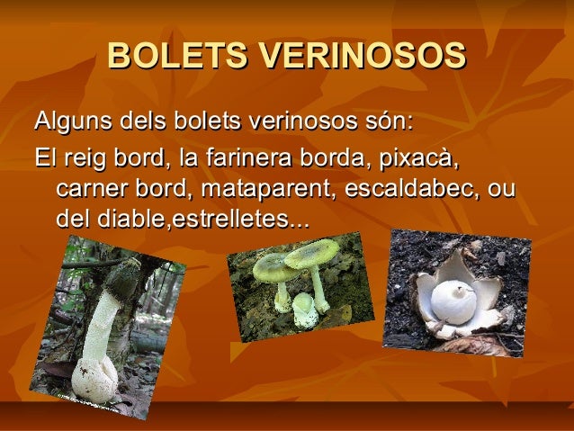 Els bolets