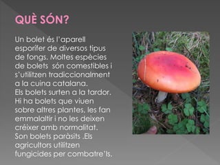 Els bolets | PPTX