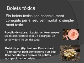 Els bolets.pps
