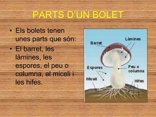 Els bolet sjudit | PPSX