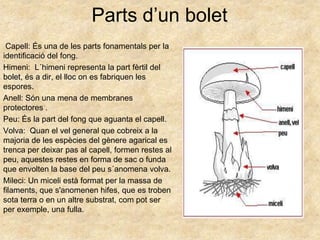 Els bolets escola juncadella1 | PPSX