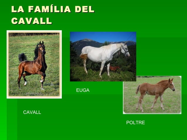 Els cavalls | PPS