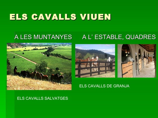 Els cavalls | PPS