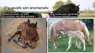 Els cavalls | PPT