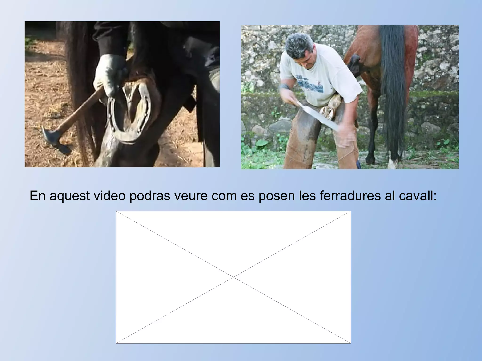 Els cavalls el nostre projecte | PPT