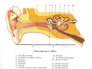 Els Cinc Sentits | PPT