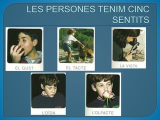 Els cinc sentits | PPTX