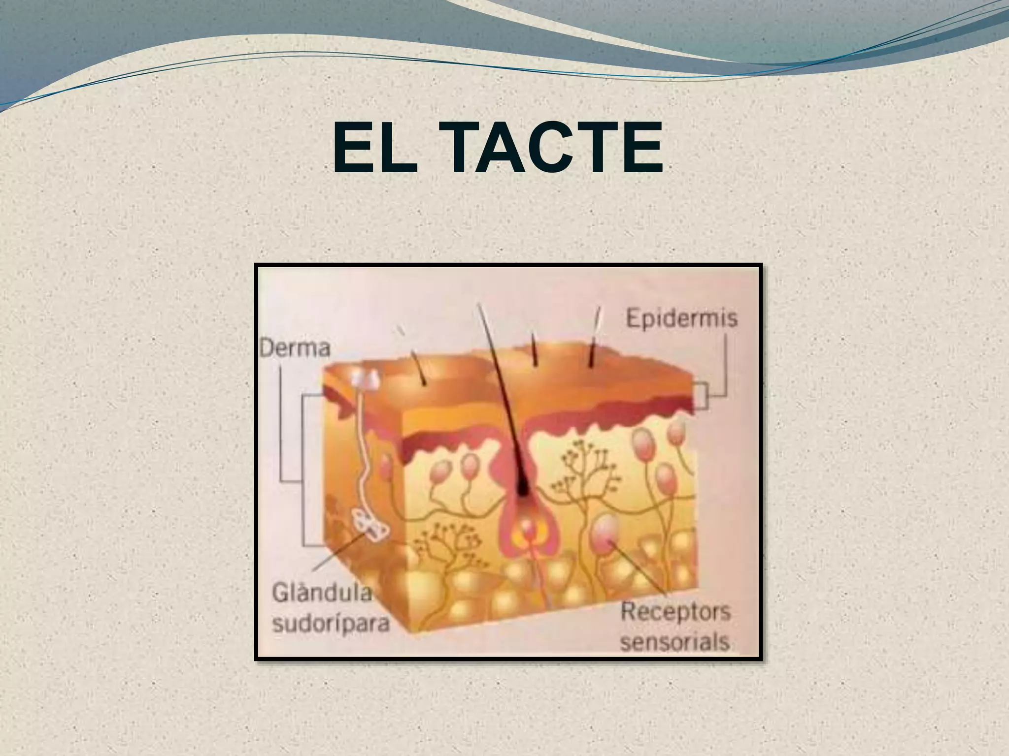 Els cinc sentits | PPTX