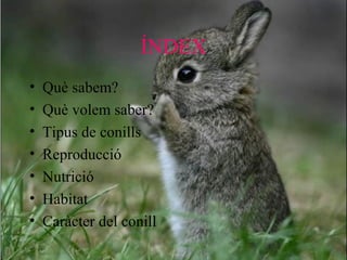 Els conills | PPT