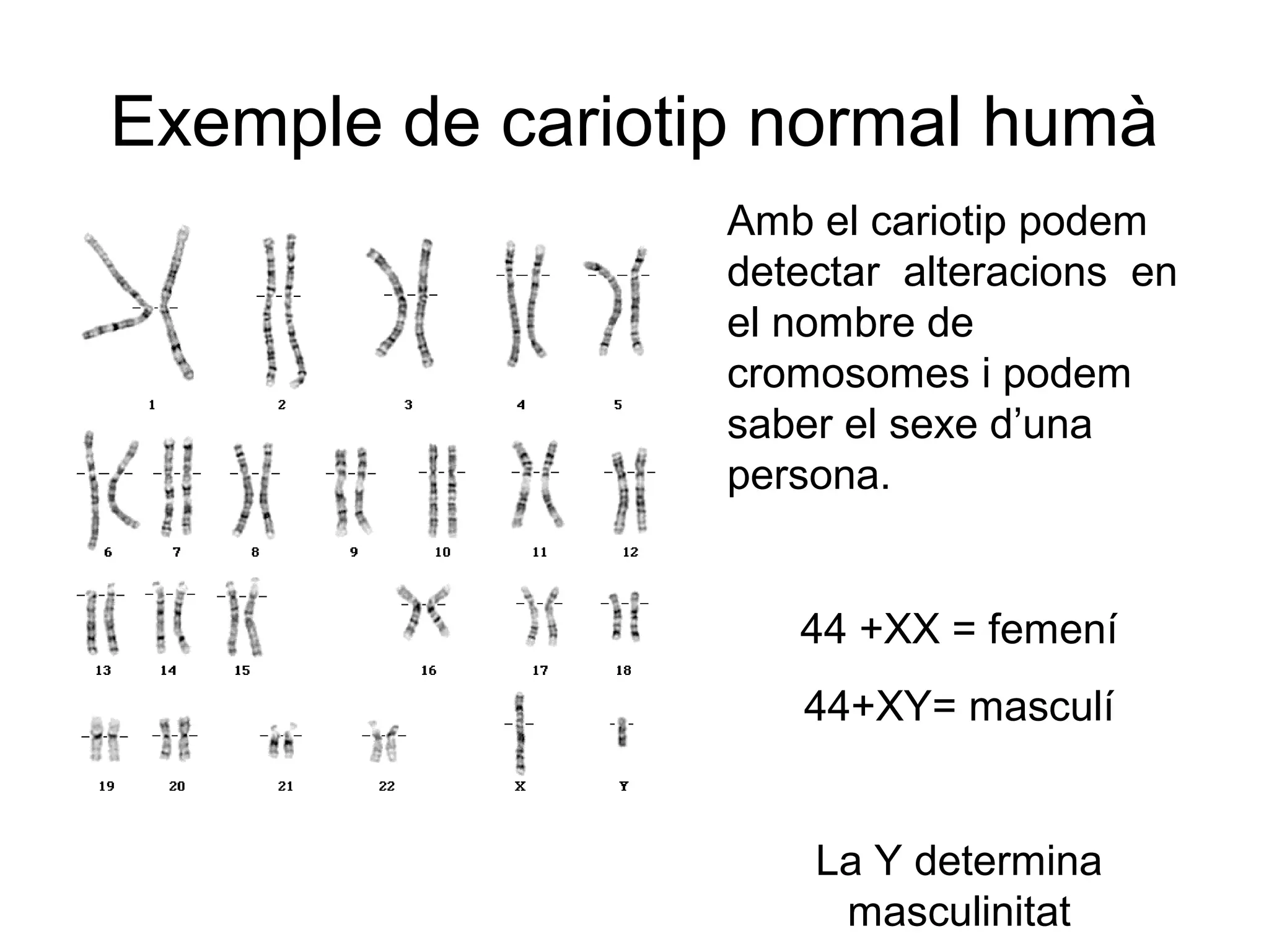 Els cromosomes i els cariotips | PPT