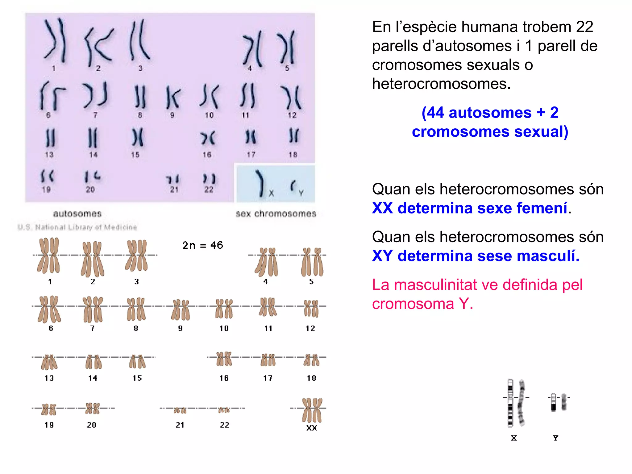 Els cromosomes i els cariotips | PPT