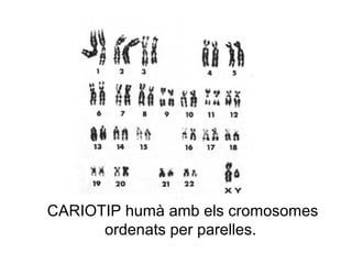 Els cromosomes i els cariotips | PPT