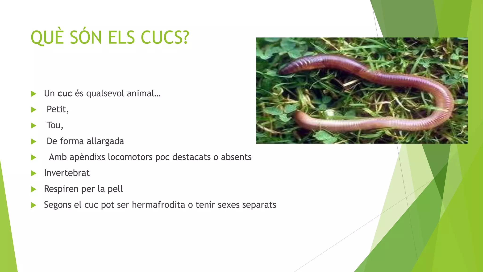 Els cucs | PPTX
