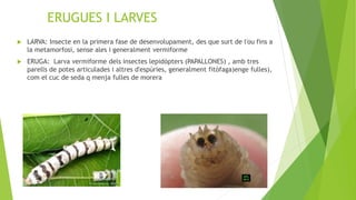 Els cucs | PPTX