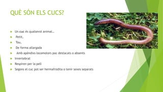Els cucs | PPTX