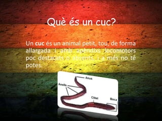 Els cucs (laia i marta) | PPT