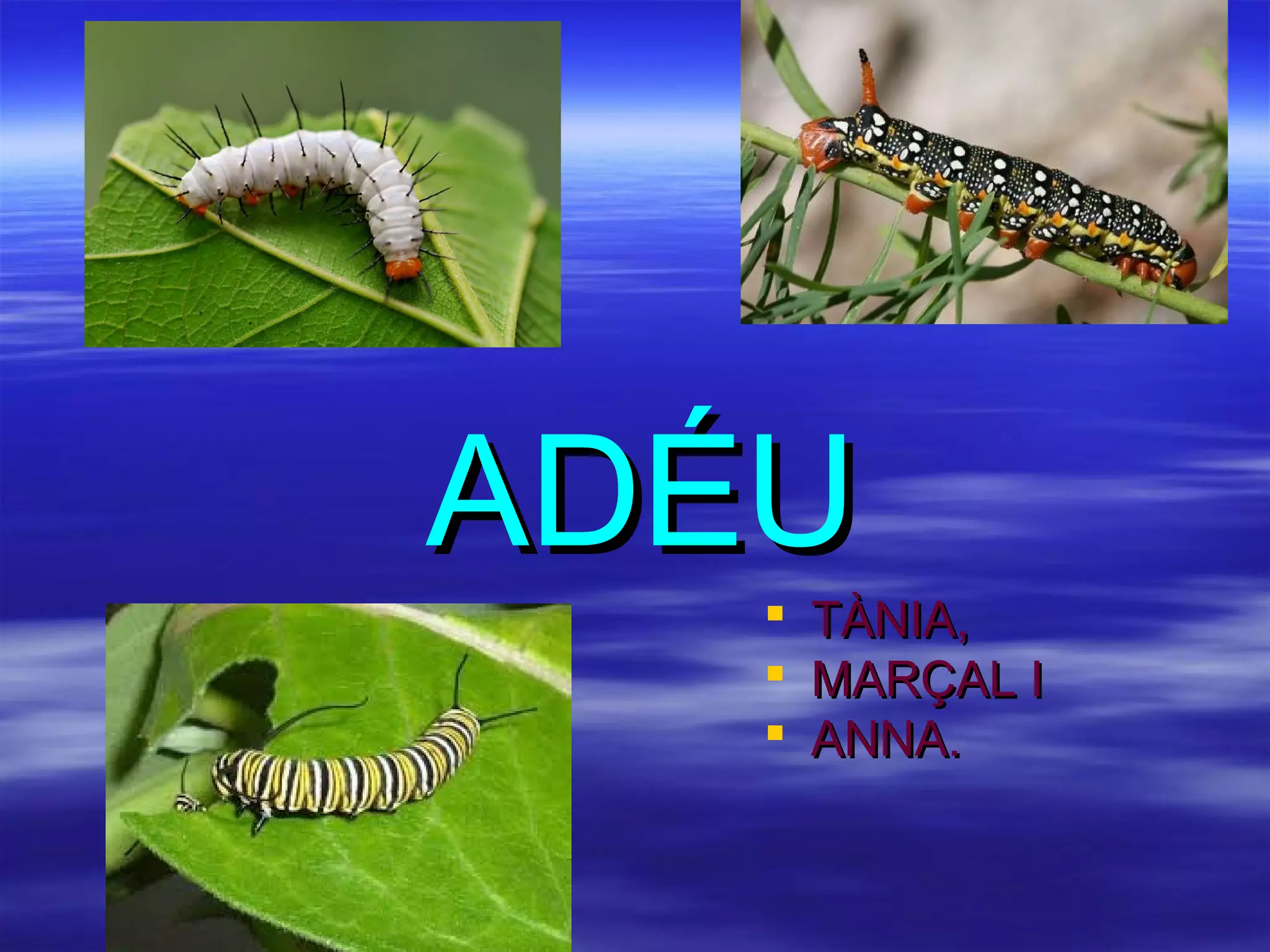 Els cucs (marçal, tania i anna) | PPT