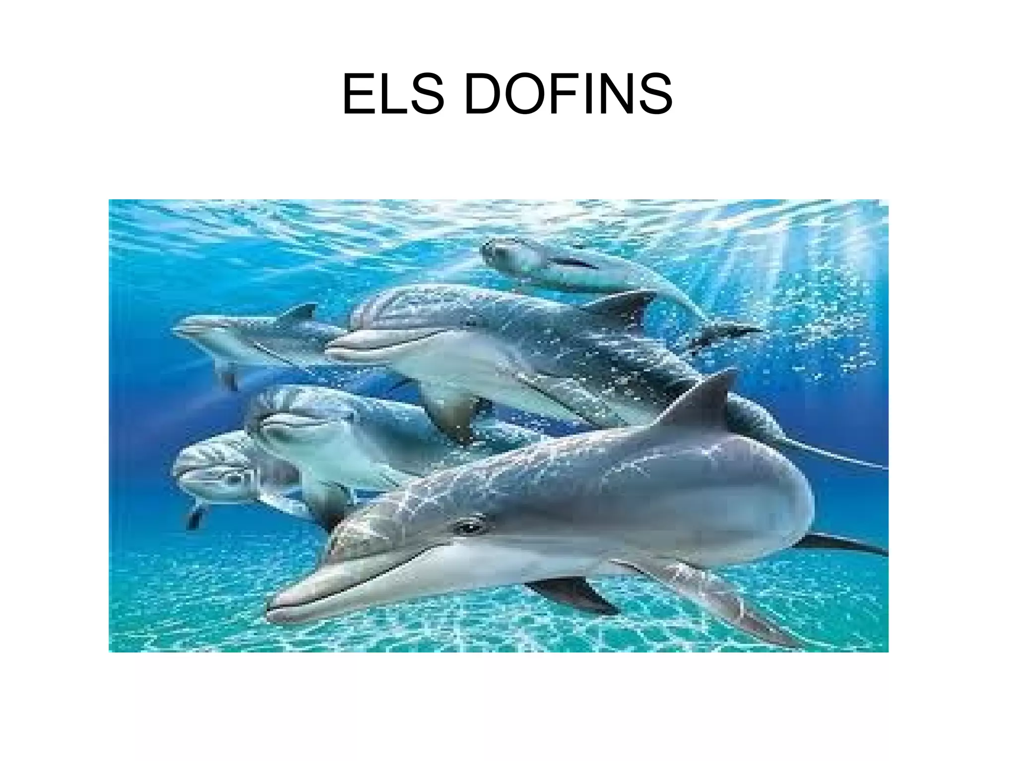 Els dofins | PPT