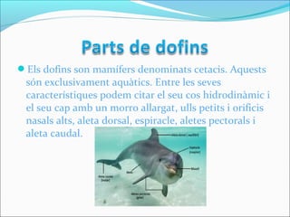 Els dofins | PPT