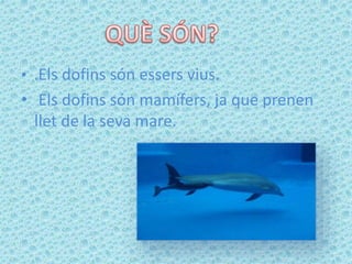 Els dofins | PPTX