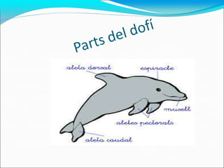 Els dofins, Angie Roca | PPT