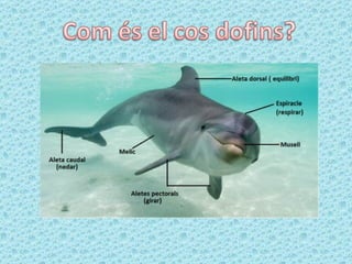 Els dofíns | PPT