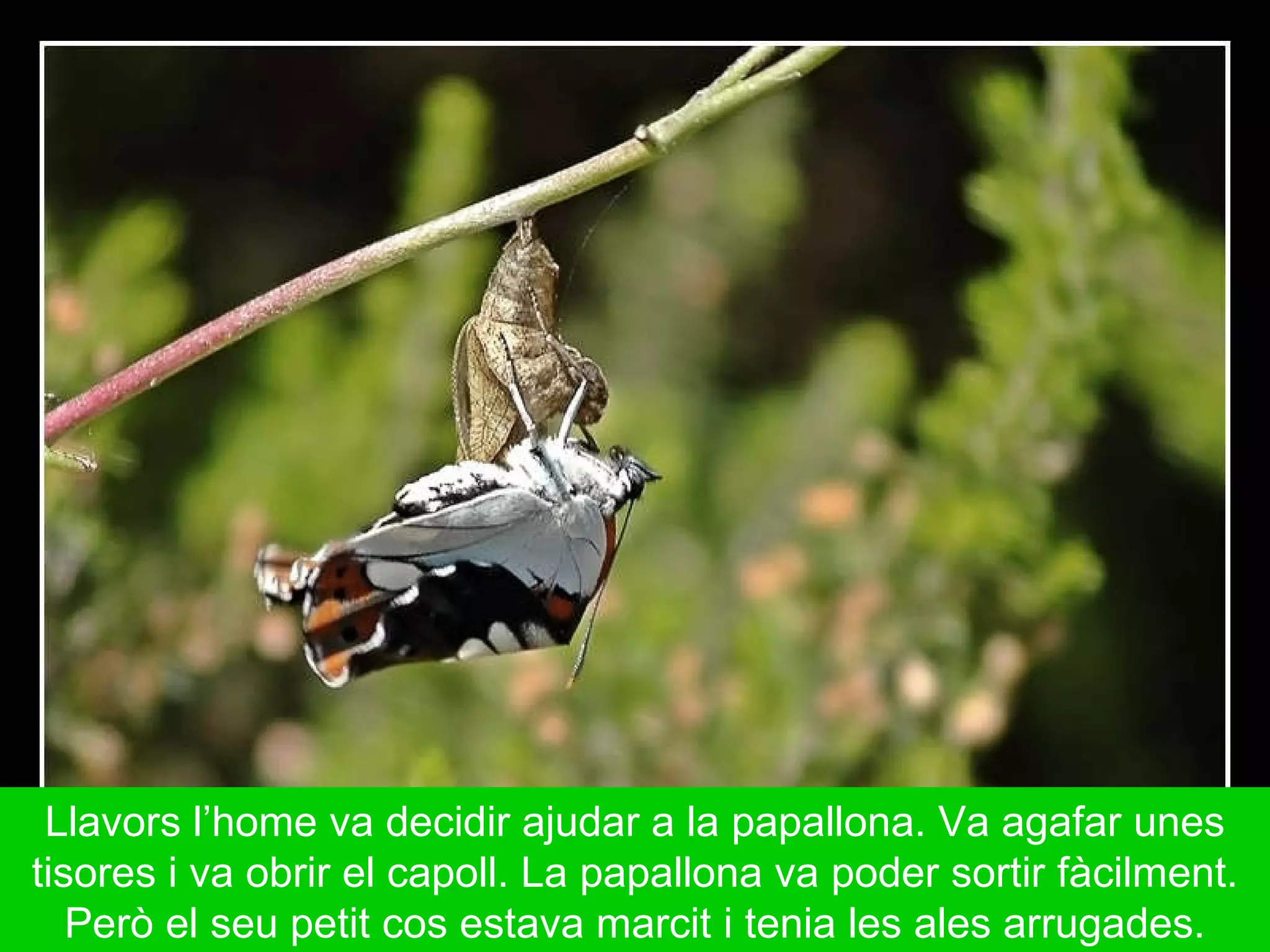 El Secret de la papallona | PPT