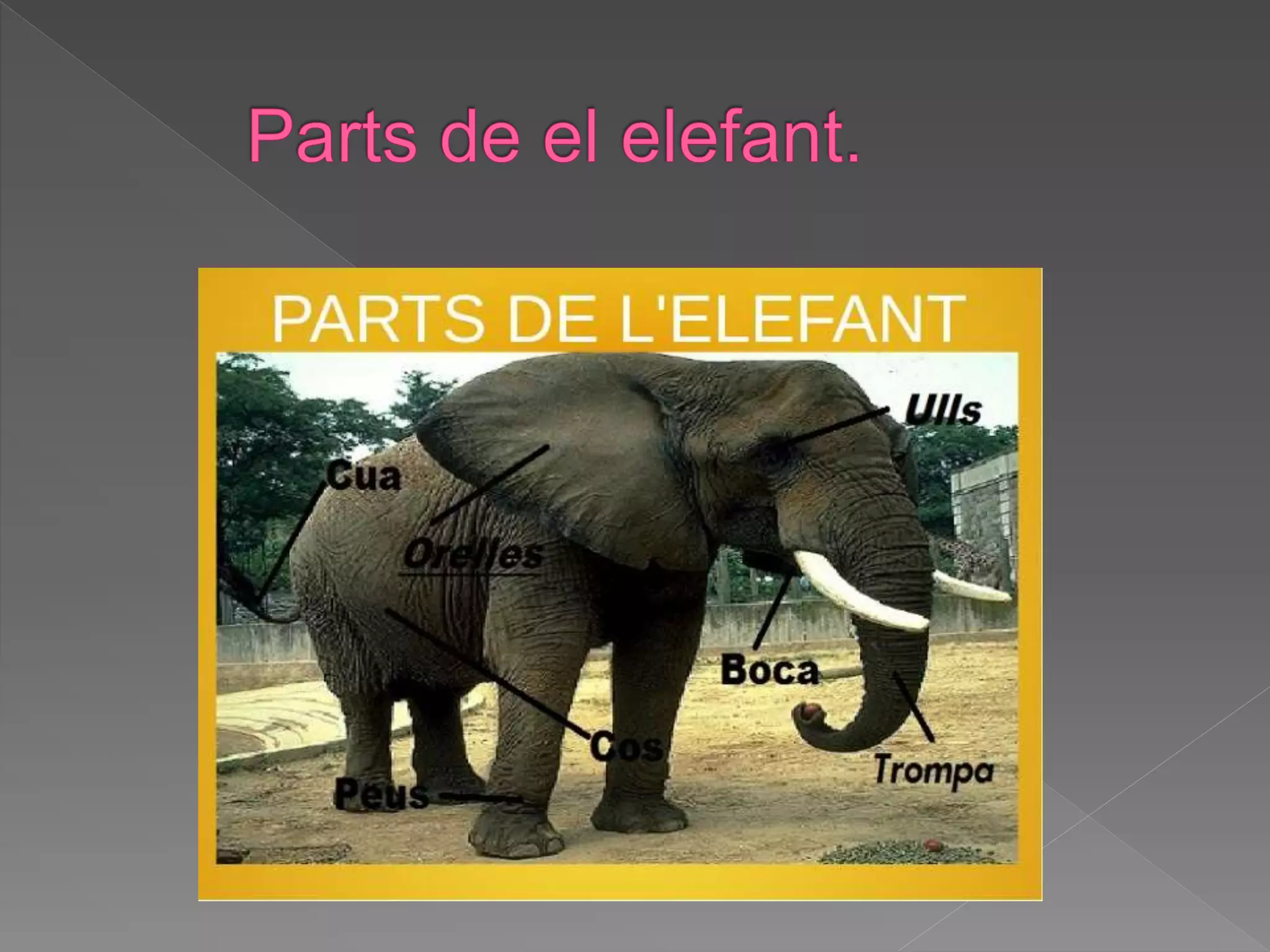Els elefants | PPTX
