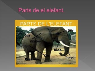 Els elefants | PPTX