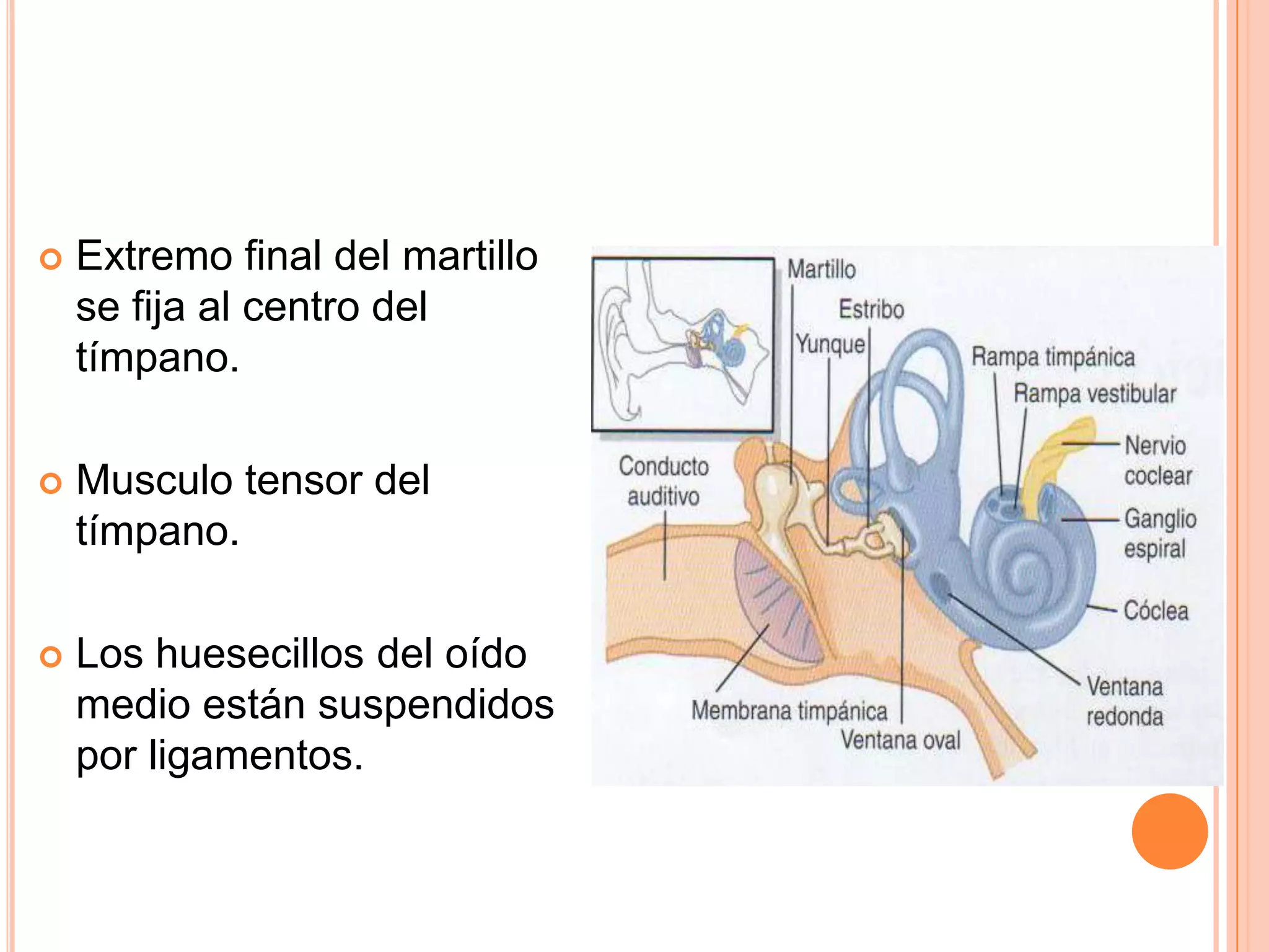 El sentido de la audición | PPTX | Ear, Nose and Throat Conditions ...