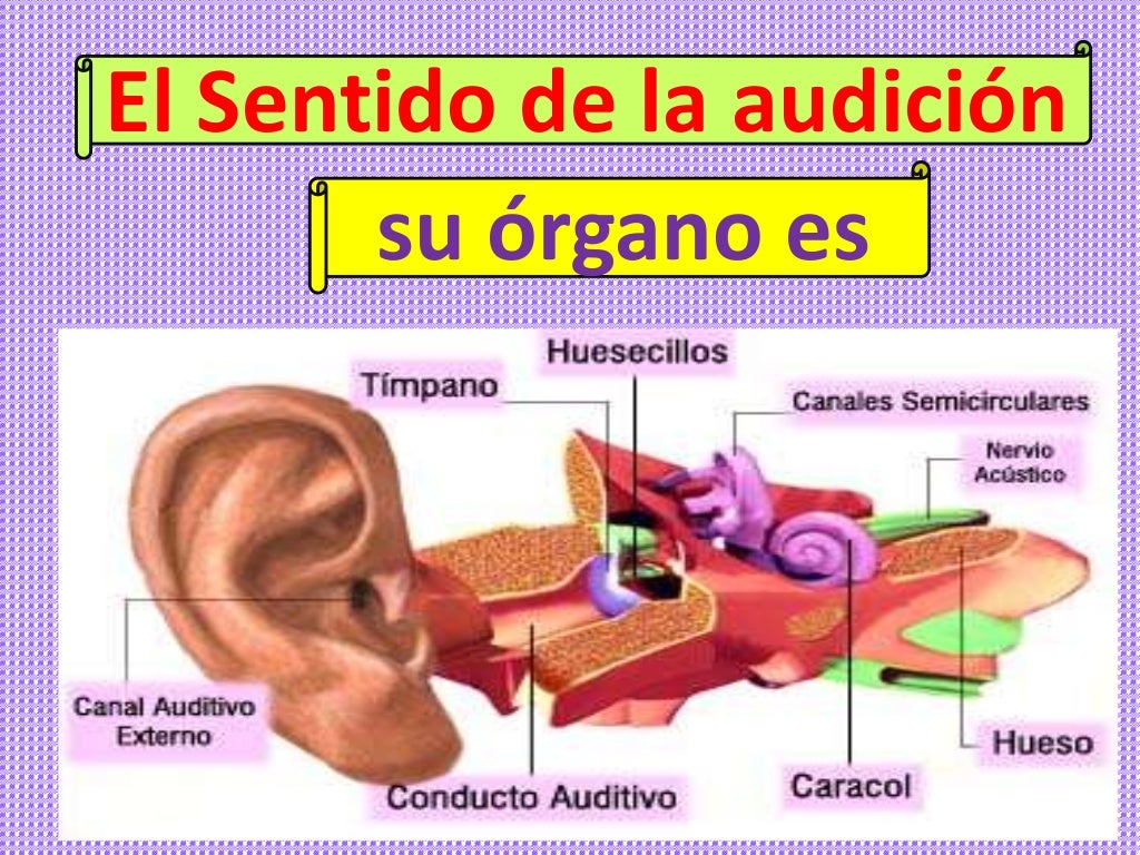 El sentido de la audición 1º