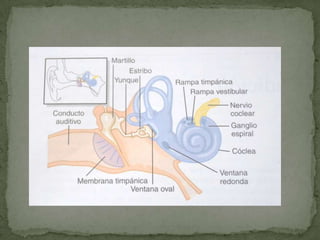 El sentido de la audición. | PPTX | Ear, Nose and Throat Conditions ...