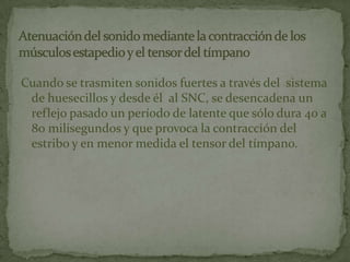 El sentido de la audición. | PPTX | Ear, Nose and Throat Conditions ...