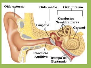 El sentido de la audicion | PPTX