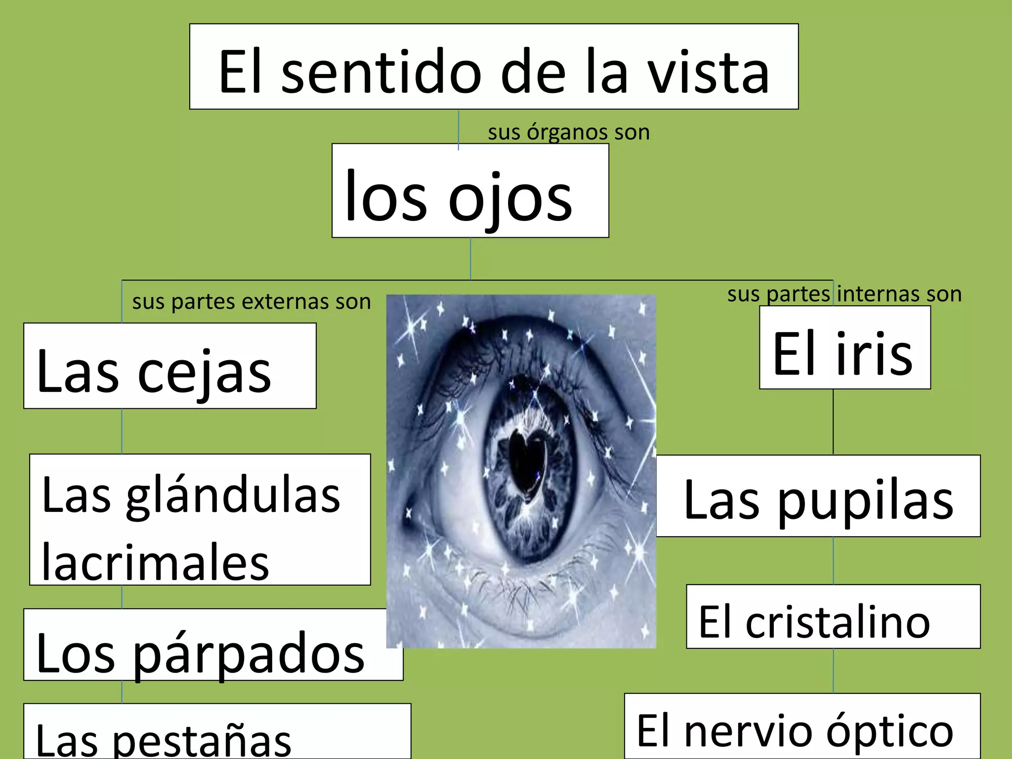 El sentido de la vista | PPT