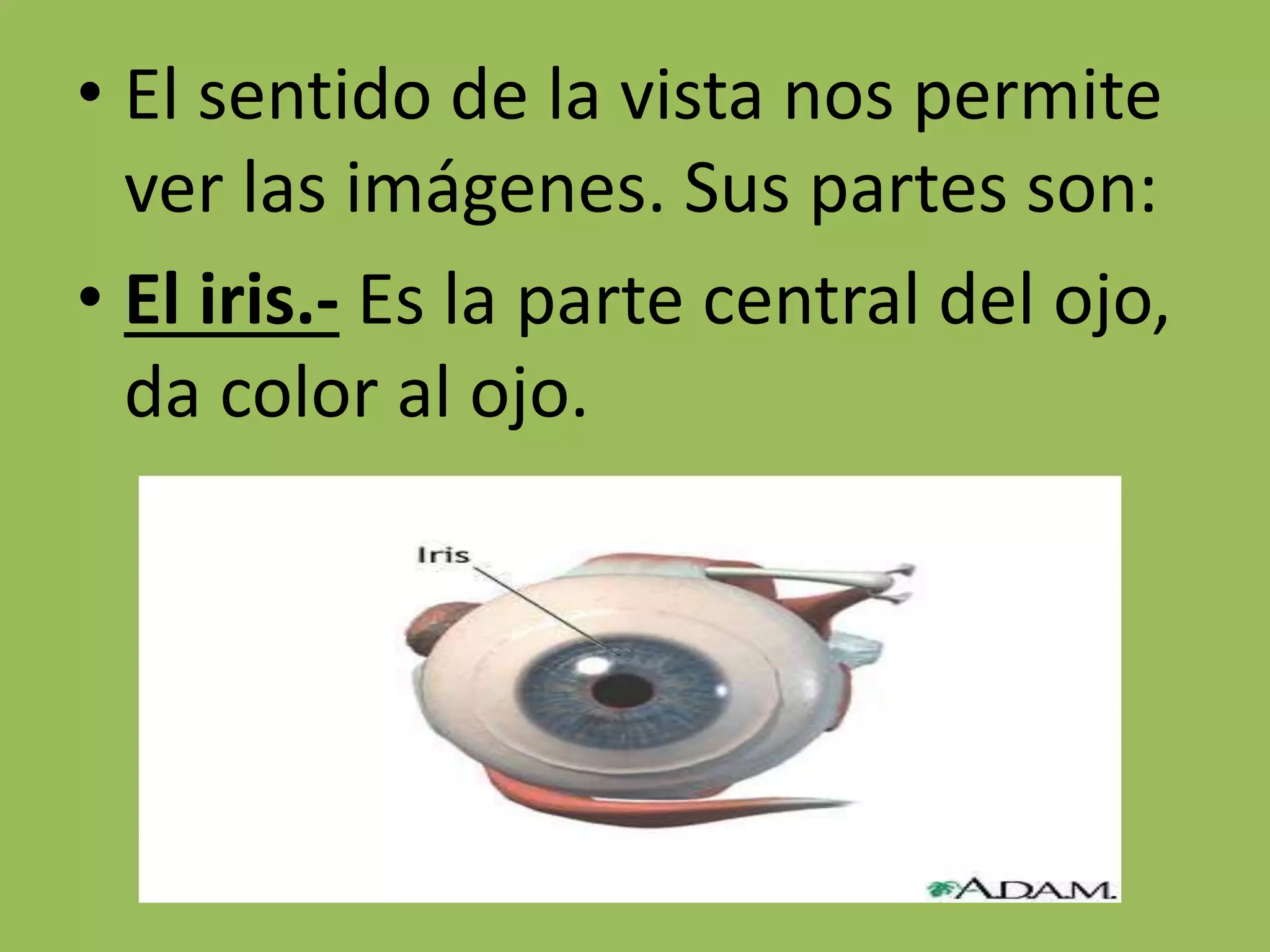 El sentido de la vista | PPT