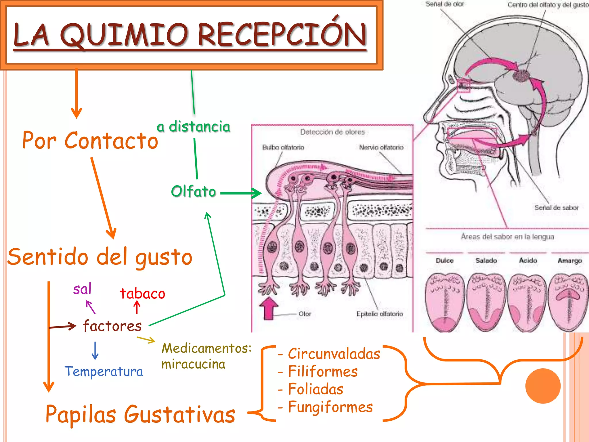 El Sentido Del Gusto | PPTX