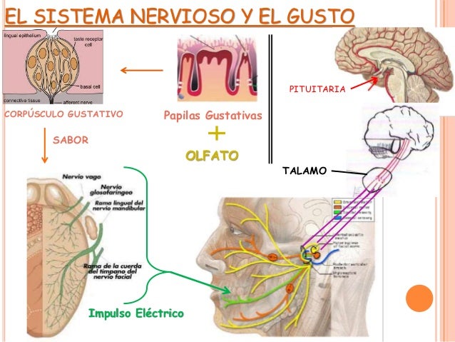 El Sentido Del Gusto