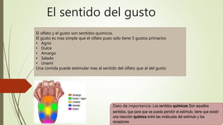 El sentido del gusto | PPTX