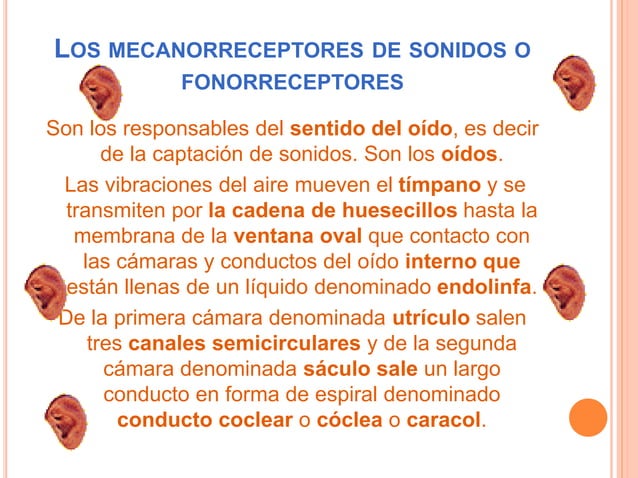 El sentido del oido | PPTX